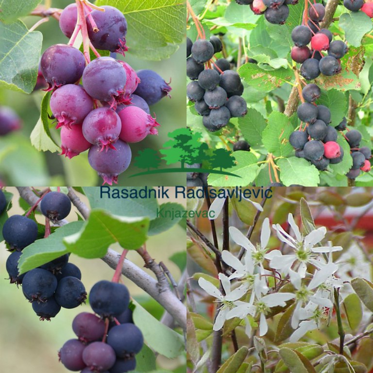 MERALA Mongolska borovnica (Amelanchier canadensis)