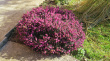 Erica carnea sadnice