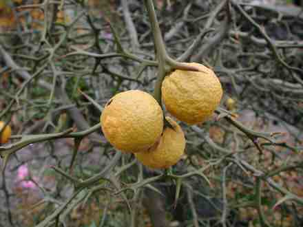 Dvogodisnje sadnice SIBIRSKOG divljeg limuna