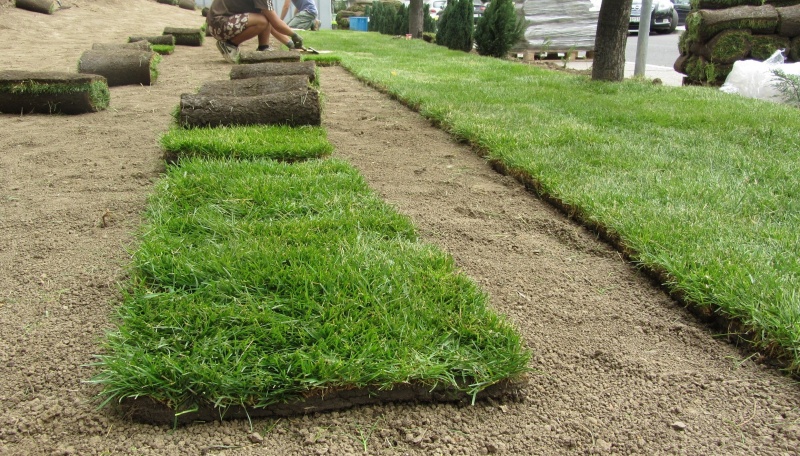 Tepih trava - travnjaci - hortikultura