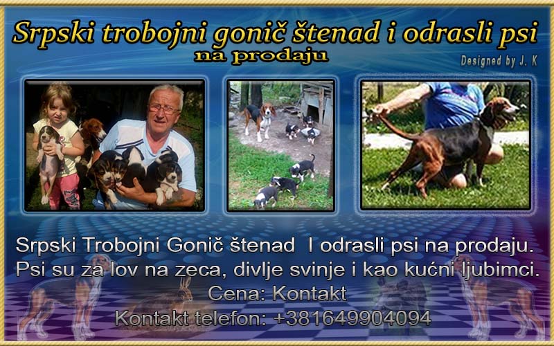 Srpski Trobojni Gonič štenad i odrasli psi na prodaju