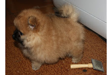 Pomeranian štenci za prodaju
