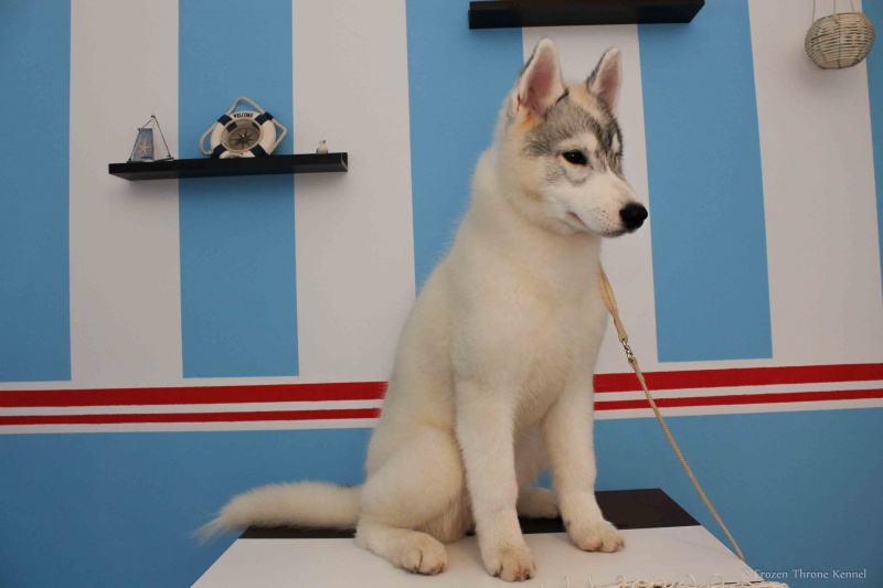 Sibirski Haski žensko štene na prodaju
