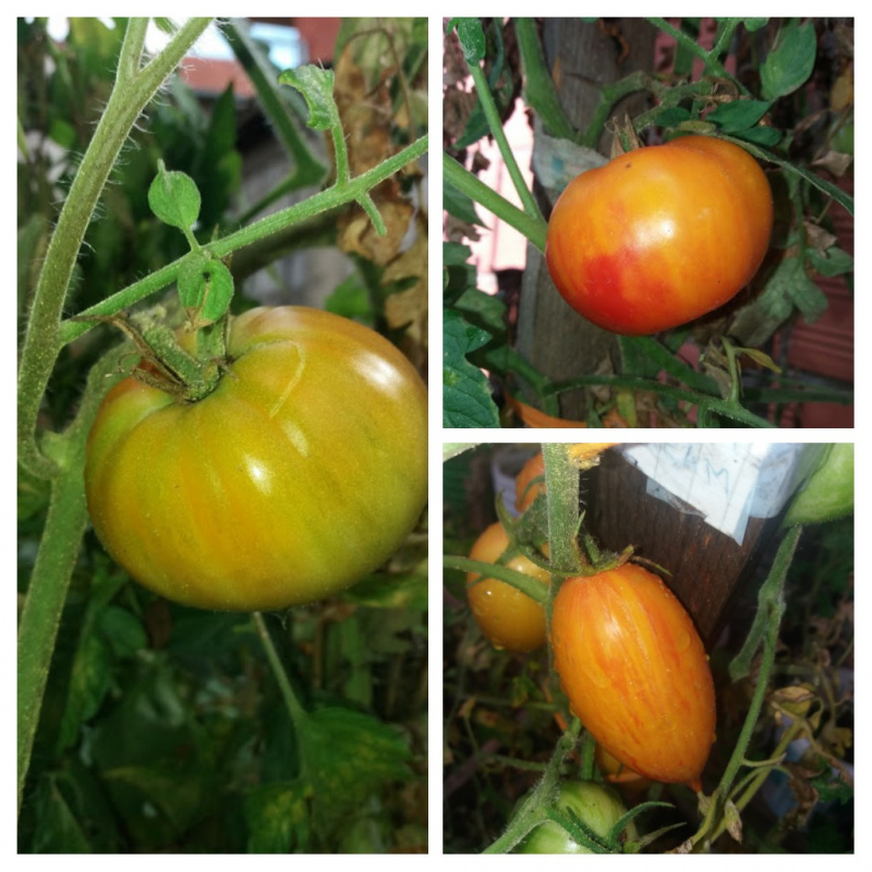 Semena paradajza