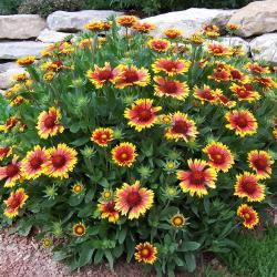 GAILLARDIA niska sarena