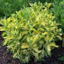 Sedum - alboroseum variegatum