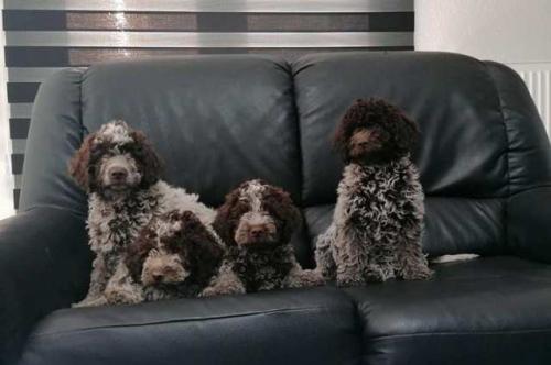 Lagotto Romagnolo štenci