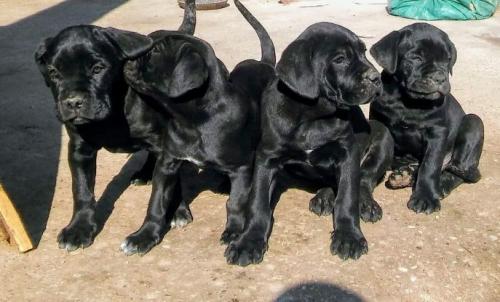 Cane corso