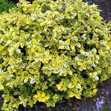 Euonymus fortunei ‘Emerald‘ n Gold’