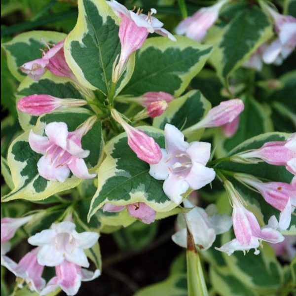 Weigela florida ‘Variegata’