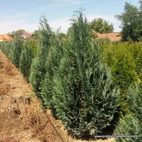 Srebrna tuja, pačempres Columnaris glauca 1,3 m