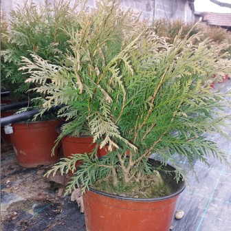 Thuja occidentalis GLOBOSA