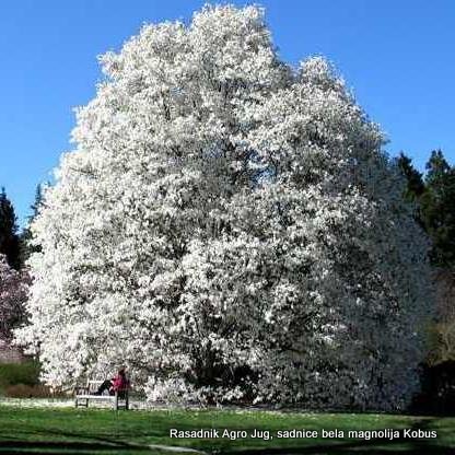 Bela magnolija Kobus