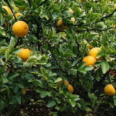 Sibirski limun (Poncirus trifoliata)