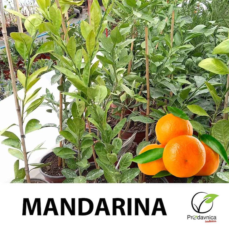 Mandarina Citrus reticulata