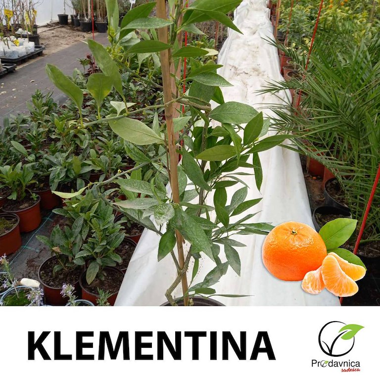 Klementina Citrus clementina