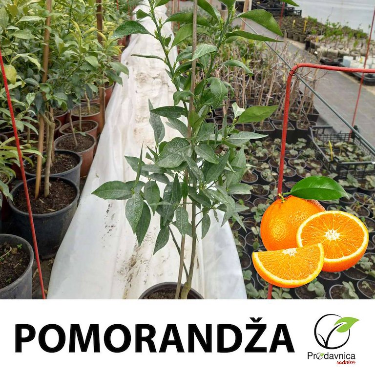 Pomorandža Citrus aurantium