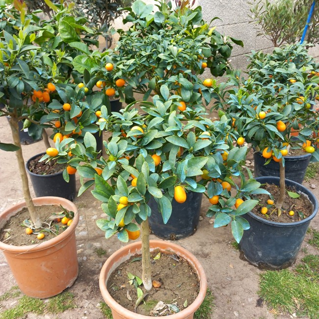 Fortunela Kumkvat Kineska pomorandža