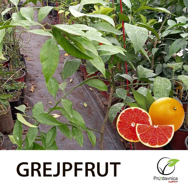 Grejpfrut Citrus paradisi