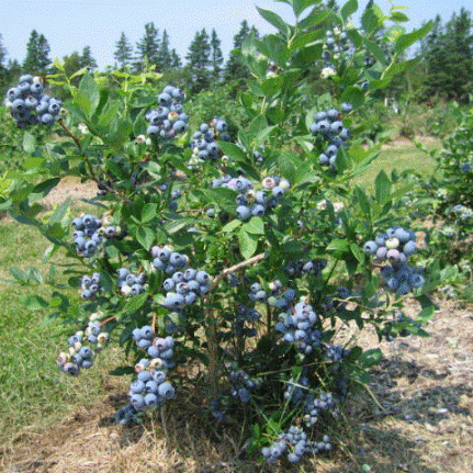 Duke – Američka borovnica