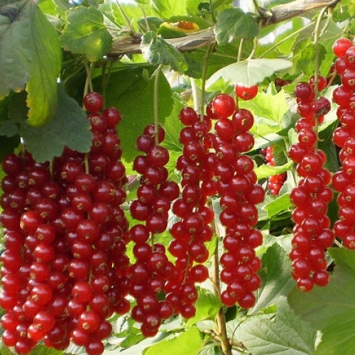 Crvena ribizla Ribes rubrum