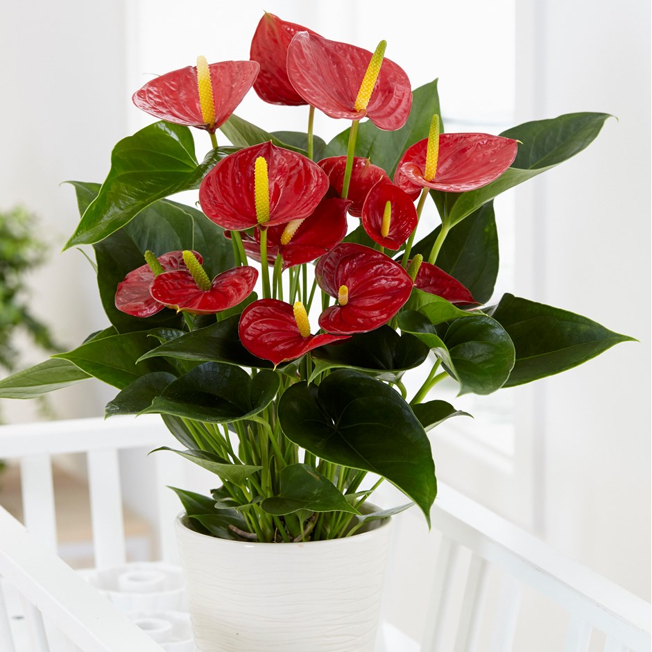 Anthurium andraeanum