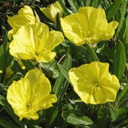 OENOTHERA FRUTICOSA - zuti nocurak