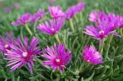 Delosperma cooperi-Ledeni cvet krupnog pink boje cveta