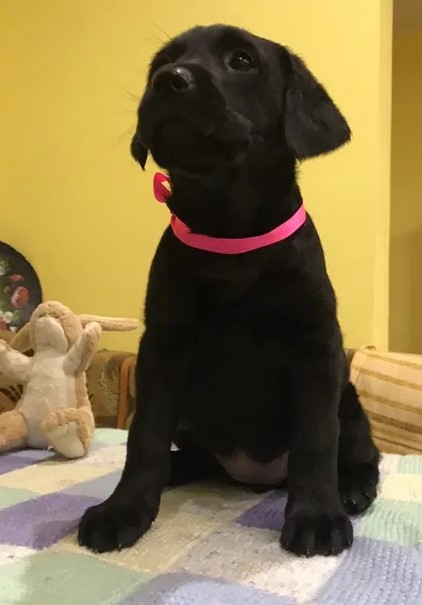 Labrador retriver i bulmastif štenci na prodaju