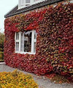 PARTHENOCISSUS- TROPRSNA LOZICA