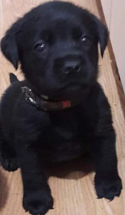 Štenci ČOKOLADNOG LABRADORA