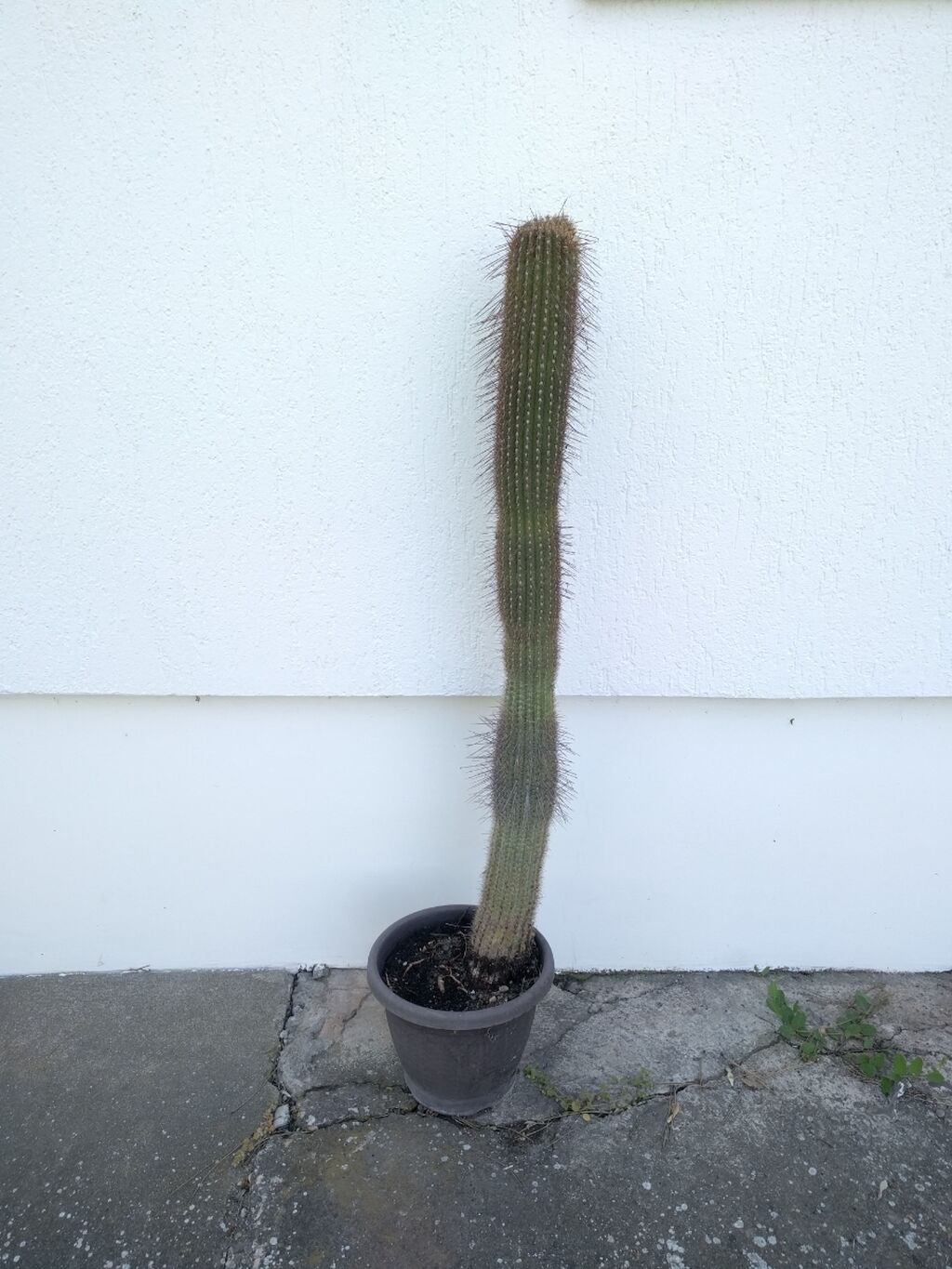 Prodajem kaktus 3o god star oko 1m dužine. Dogovor