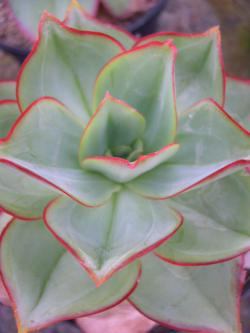 Echeveria subrigida Pinal de Amoles - 20 semenki