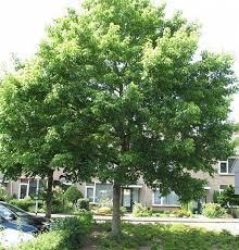 acer negundo(pajavac,pajavor)