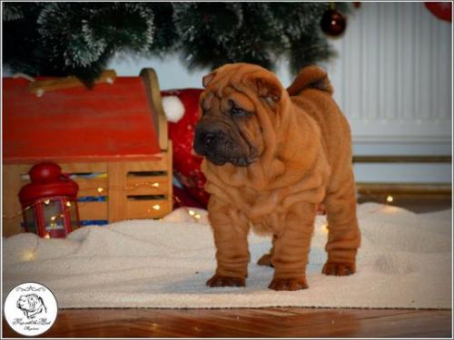 Shar Pei izvanredno leglo