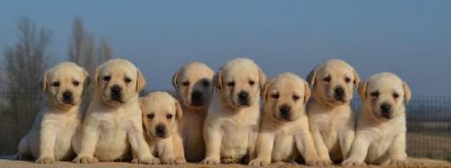 LABRADOR retriver, prelepi stenci