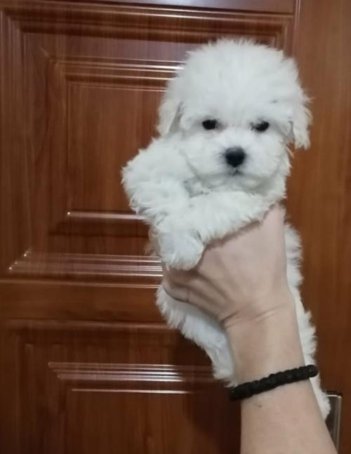 Štenci MALTIPOO