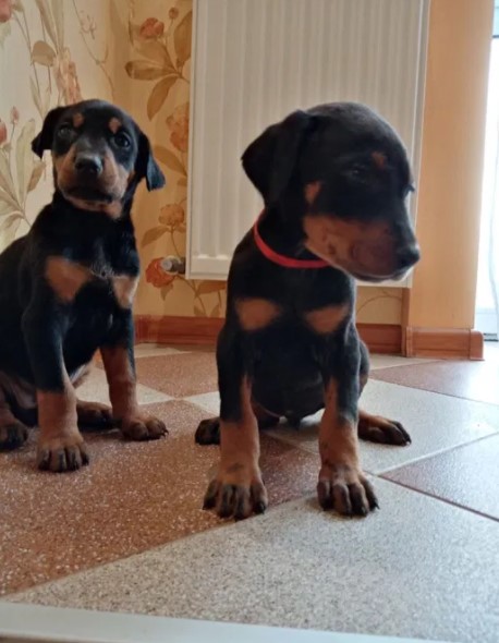 Doberman i rotvajler štenci na prodaju