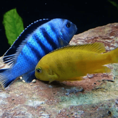 Pseudotropheus saulosi