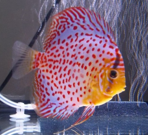 Leopard diskus fish