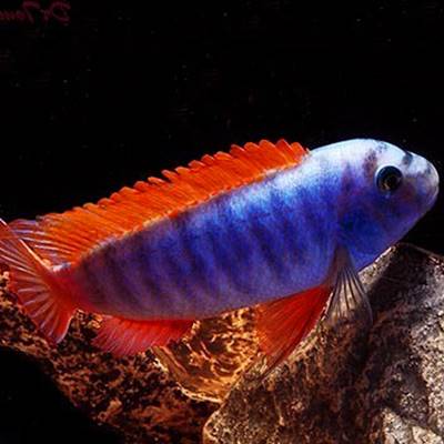 Labeotropheus trewavasae