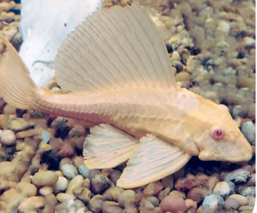 Hypostomus plecostomus albino