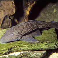 Hypostomus plecostomus