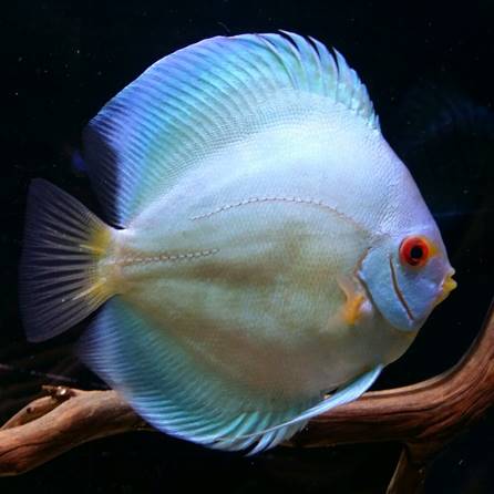 Diamond blue Discus