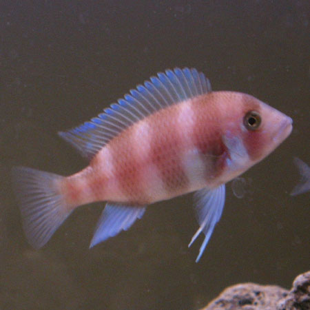 Cyphotilapia frontosa crvena