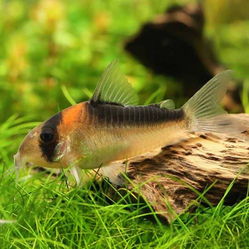 Corydoras adolfoi