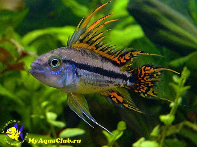 Apistogramma cacatuoides