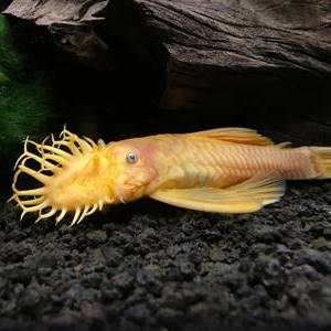 Ancistrus Dolichopterus zlatni albino L144