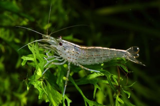 Amano shrimp-caridina japonica