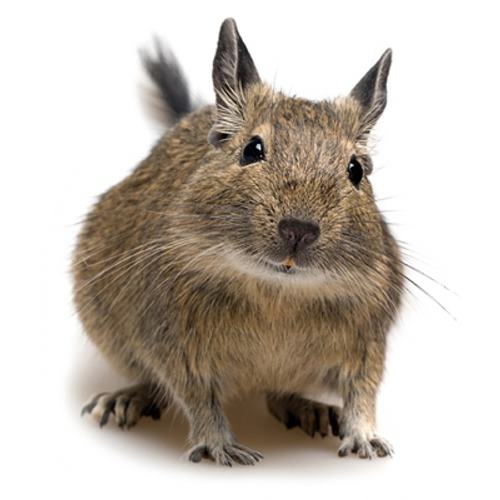 Degu-čileanska veverica